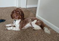 Cockapoos, Breeders, Registry - American Cockapoo Club