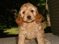Cockapoos, Breeders, Registry - American Cockapoo Club