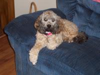 Cockapoos, Breeders, Registry - American Cockapoo Club