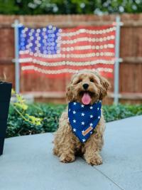 Cockapoos, Breeders, Registry - American Cockapoo Club