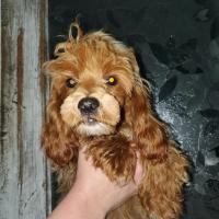 Cockapoos, Breeders, Registry - American Cockapoo Club